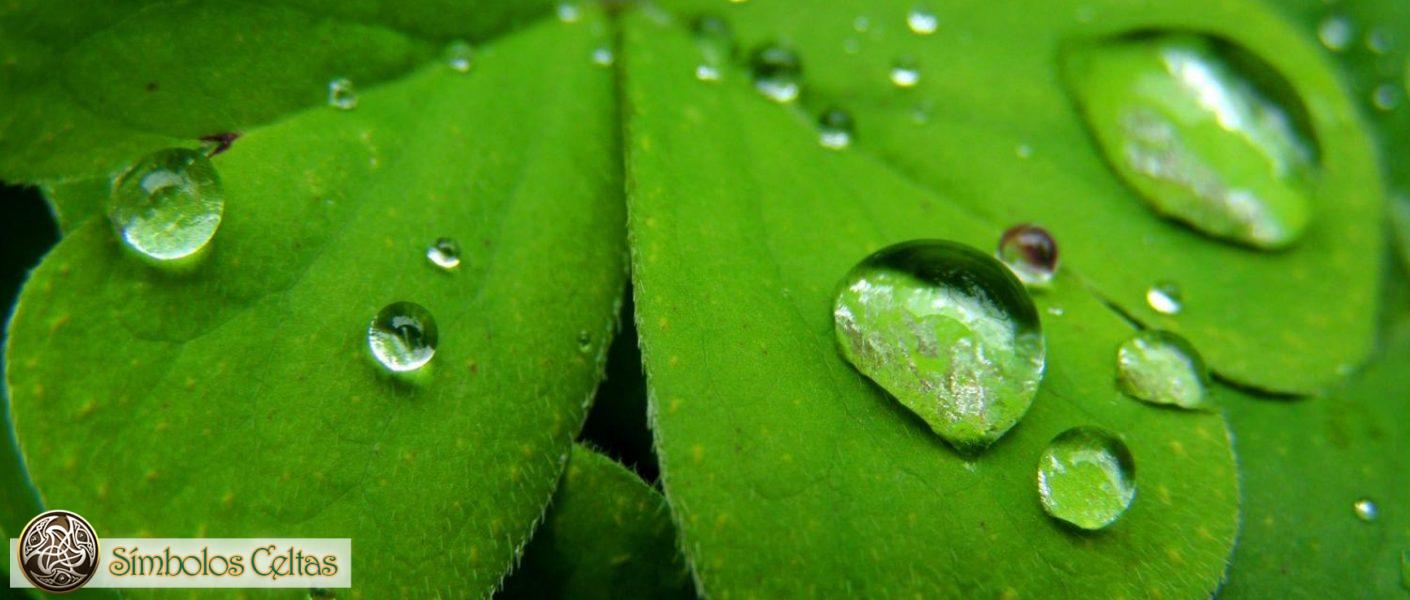 El Trébol como símbolo y Significado del Shamrock ⊛ Simbolosceltas.top
